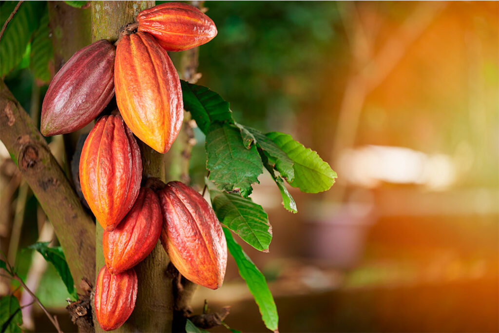 Descubre la Ruta del Cacao en México: Una Experiencia Culinaria y ...