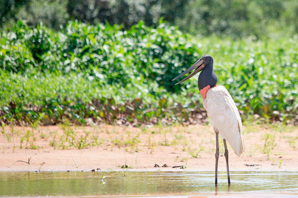 Pantanos de Centla, Tesoro de México - Revista Raudal